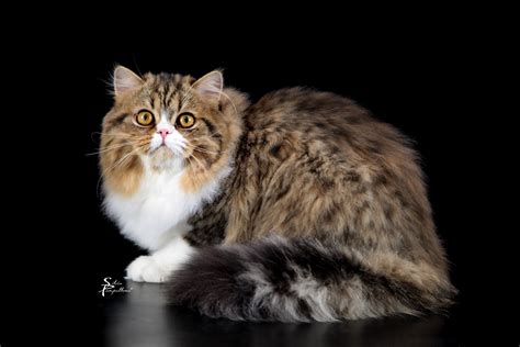 WCF Best Cat