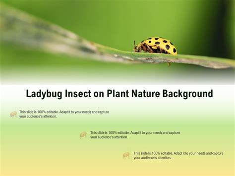 Ladybug Insect On Plant Nature Background Ppt Powerpoint Presentation