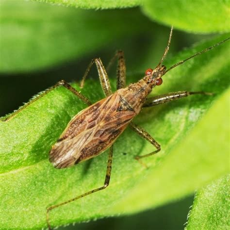 Wood Grained Damsel Bug Nabis Roseipennis Wild Columbia County