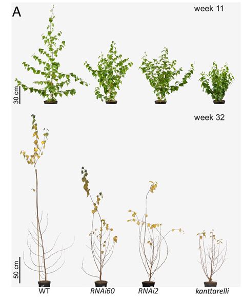 Tree Or Bush Its All In The Hormones Plantae