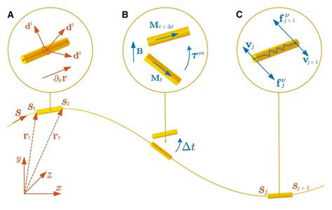Numerical Model Of Magnetic Soft Robots A Cosserat Rod Model Download Scientific Diagram