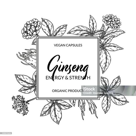 인삼 프레임입니다 스케치 스타일로 손으로 그린 식물 벡터 그림 포장 라벨 배지 로고에 사용할 수 있습니다 약초 배경 포장에 대한 스톡 벡터 아트 및 기타 이미지 Istock