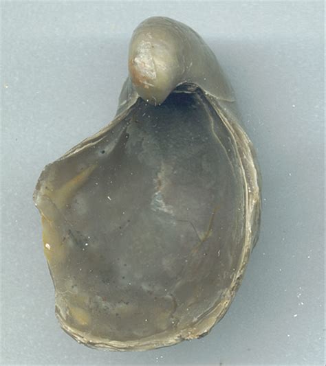 Bivalves