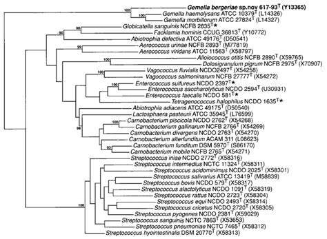 Unrooted Tree Showing The Phylogenetic Relationships Of G Bergeriae