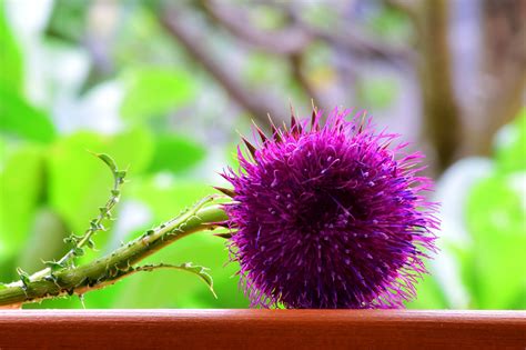 Thistle Field Violet Free Photo On Pixabay Pixabay