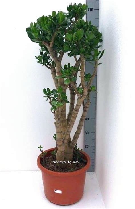 Красула овата дърво на живота Магазинът за Цветя Sunflower