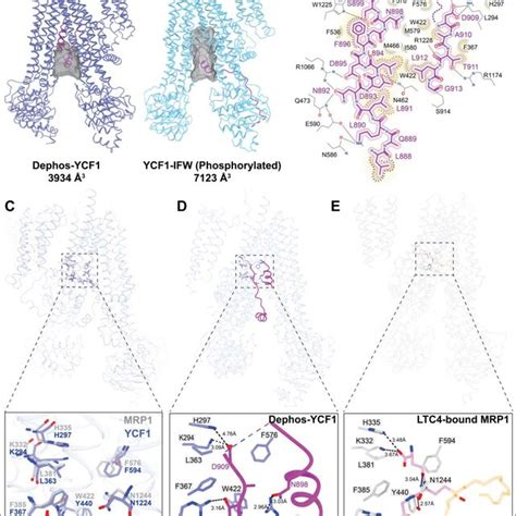 Comparison Of Transport Substrate Binding Pocket In Dephosphorylated