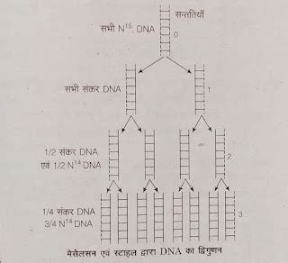 Molecular basis of inheritance class notes pdfककष व जव वजञन अधयय वशगत क