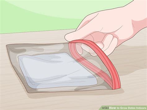 Easy Ways To Grow Dates Indoors Steps With Pictures