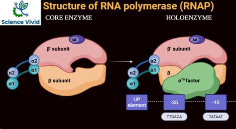 Transcription Vs Replication Differences Rna Polymerase Structure