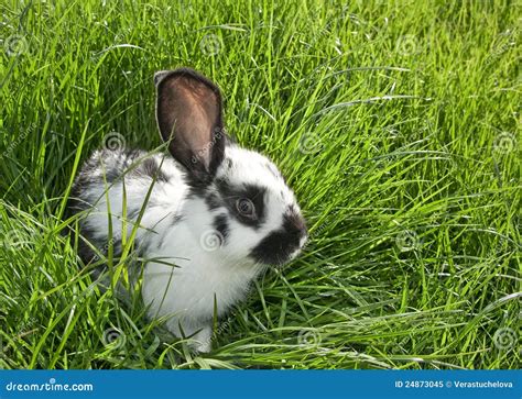 Little Rabit Stock Image Image Of Lawn Fluffy Fresh 24873045