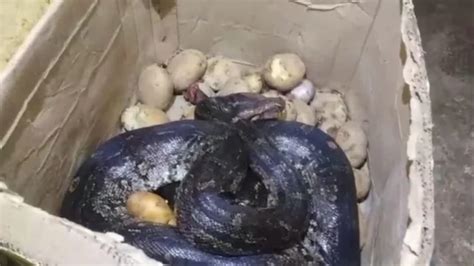 Maharashtra 8 Feet Long Python Discovered In Potato Box Pune Pulse