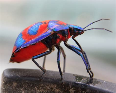 Colorful Bug