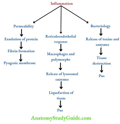 Pyogenic Liver Abscess Causes Symptoms And Diagnosis Anatomy Study