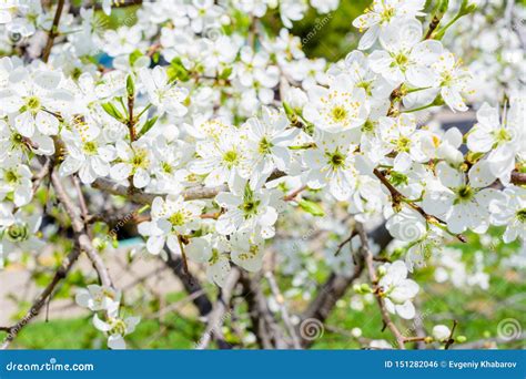 Blossoming Apple Tree Malus Prunifolia Chinese Apple Chinese