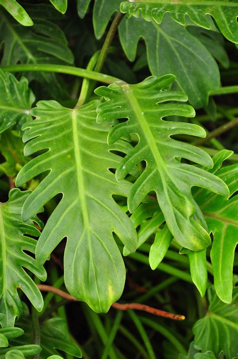 Philodendron Xanadu Common Name