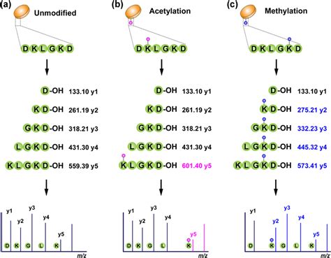 The Schematic Diagram Of Histone Modification Detection With Ms The