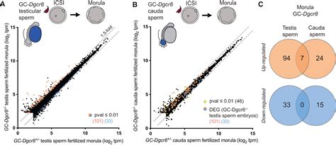 epididymal acquired sperm micrornas modify post fertilization embryonic
