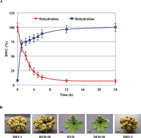 Rehydrationdehydration Rates In S Lepidophylla A Rehydration Time