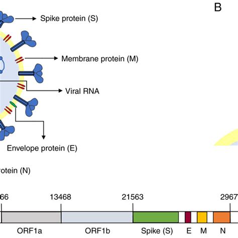 Molecular Structure Of Sars Cov 2 A Sars Cov 2 Viral Particles Are