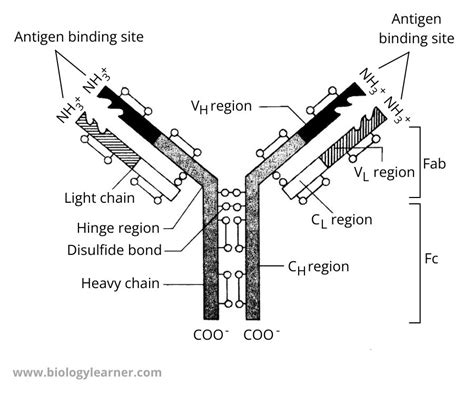 Antibody Definition Structure Function Types Difference Between