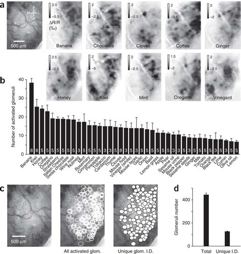 Dense Representation Of Natural Stimuli In The Olfactory Bulb Of Awake