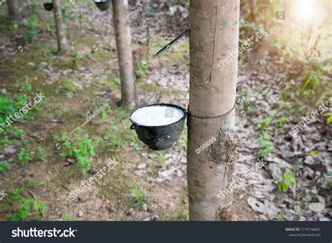 Natural Rubber Latex Trapped Rubber Tree Stock Photo Edit Now
