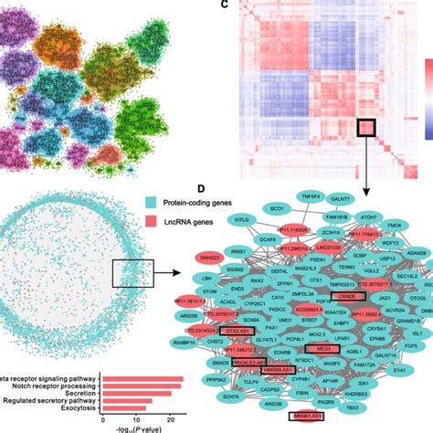 Functional Annotation Of Lncrnas Using Metacell Algorithm And