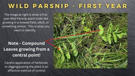 wild parsnip guide to identification treatment and control growit