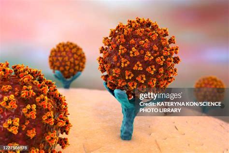 Virus Receptor Photos And Premium High Res Pictures Getty Images