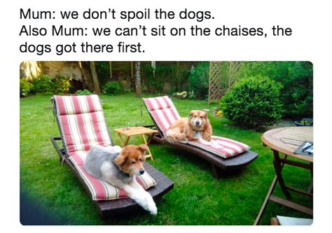You Got This Puppy Meme
