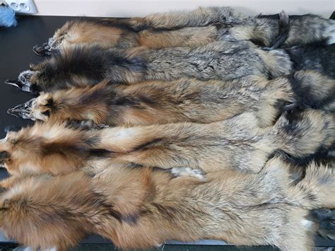 Cross Fox Pelt With Paws And Claws Fox Pelt Fox Pelts Fox Fur Real