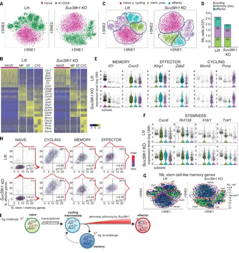 Stem Cell Like Memory Genes Are Expressed By Memory Precursors And Download Scientific Diagram