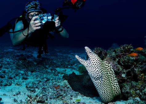 Moray Eel With Diver At Gemma Nock Blog
