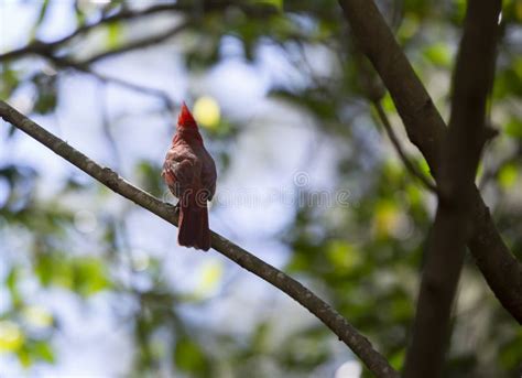 Male Cardinal On A Tree Branch Stock Photo Image Of Bright Beautiful