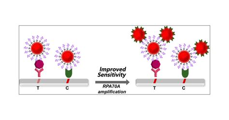 Simultaneous Detection Of Infectious Diseases Using Aptamer Conjugated Gold Nanoparticles In The