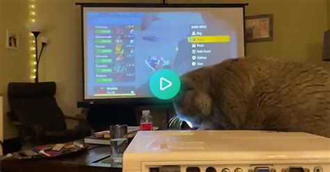 Zelda Loves How Much Heat The Projector Puts Out Sometimes It Causes Problems Album On Imgur