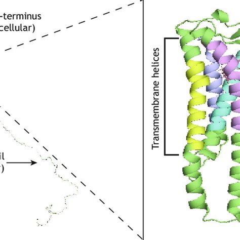 Structure Of Mammalian Opn4 Based On Squid Rhodopsin A 3d Homology Download Scientific