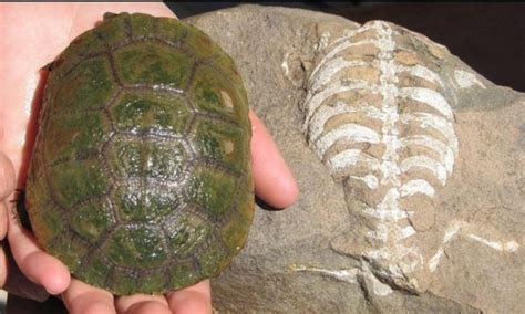 How The Turtle Got Its Shell The Fossil That Reveals The Missing Link Daily Mail Online