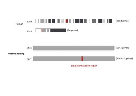 The Birth Of A Male Sex Chromosome In Atlantic Herring Inrae The Birth Of A Male Sex Chromosome In Atlantic Herring Inrae