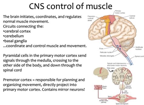 Motor Control L CH Flashcards Quizlet