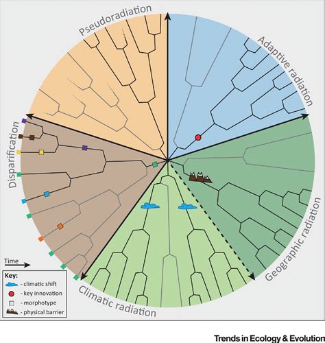 Adaptive Radiation Diagram
