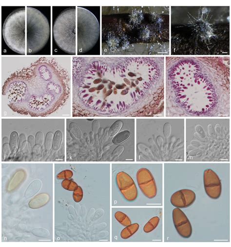 Dothiorella Chaenomelina Facesoffungi Number Fof 12932 Faces Of Fungi