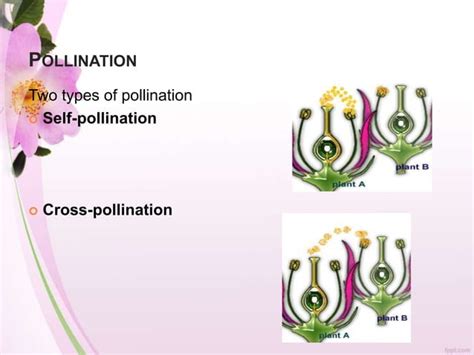Pollination Pptx