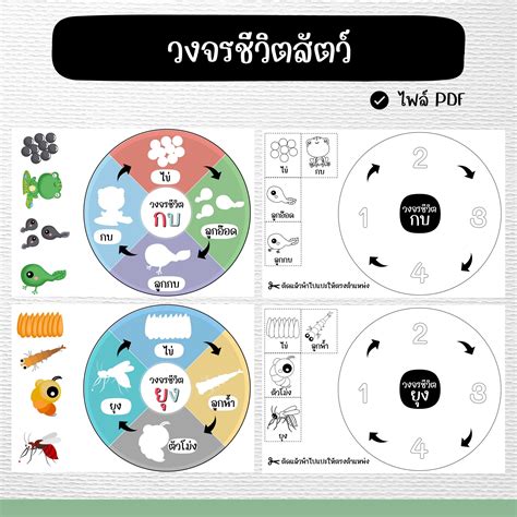วงจรชีวิตสัตว์ Line Shopping