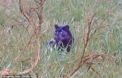 Proof Big Cats Are Roaming The British Countryside Documentary Makers