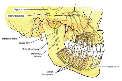 9skulllateral Viewinnervation Of Teethpartial  Image 1777