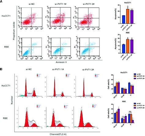 Knockdown Of Pvt1 Causes Apoptosis By Promoting Cell Cycle Arrest In