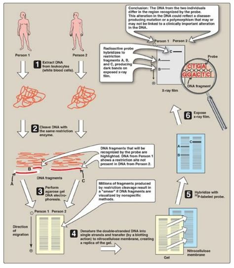 Restriction Fragment Length Polymorphism Process