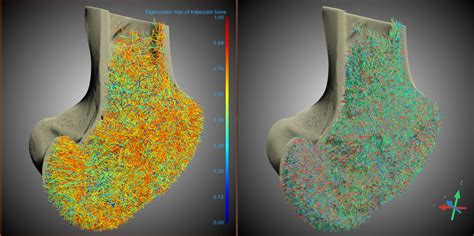 Creating Anisotropy Vector Fields From Rois And Meshes